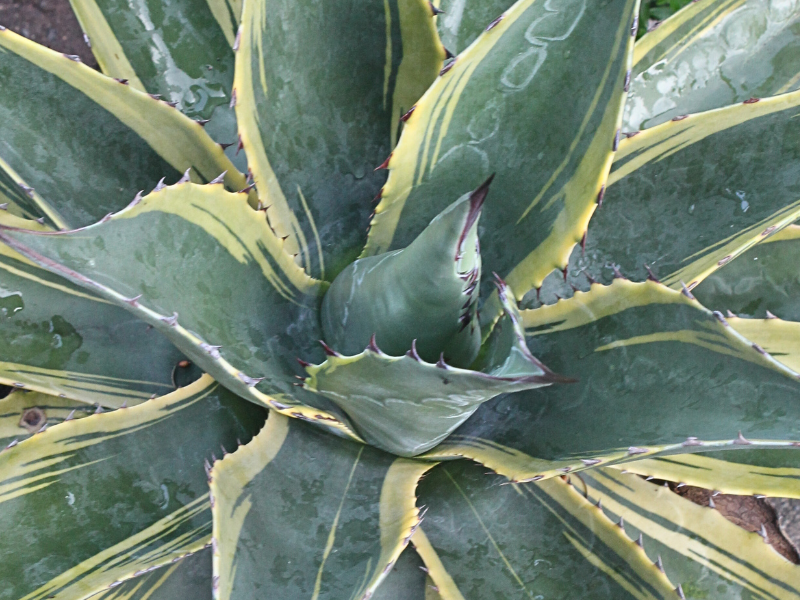 Drought-Tolerant Agave: Perfect for Low-Maintenance Gardens – Rare Life ...